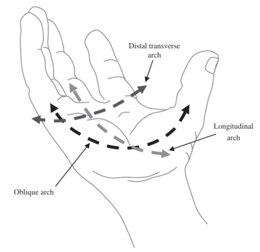 【ピラティスインストラクター向け】手のアーチを作る重要性とリストレイズの有用性 - ピラティススタジオBB